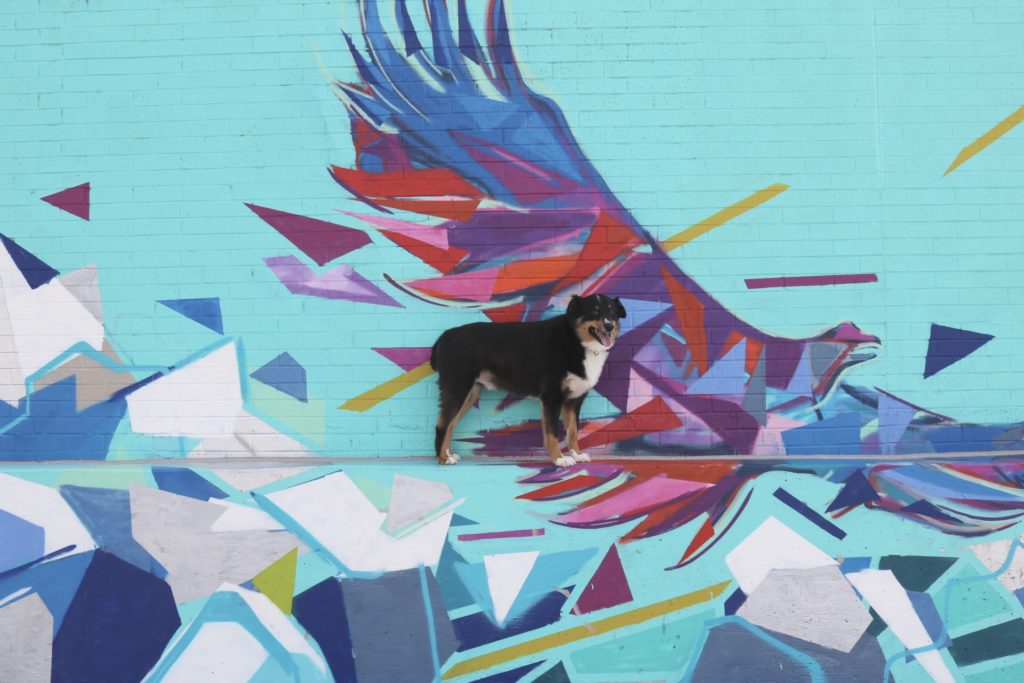 2018 Dog-Friendly Dallas Mural Guide - The Bark Blogger