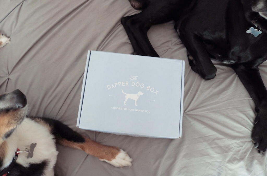 The Dapper Dog Box Review + Interview - The Bark Blogger