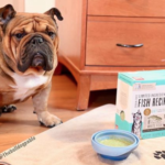 Our Transition from Kibble to The Honest Kitchen - The Bark Blogger